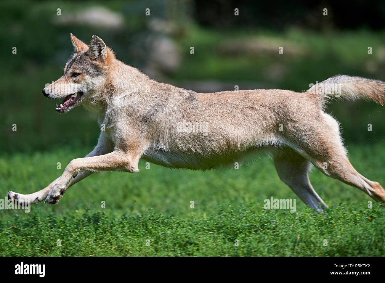 Wolf racing hi-res stock photography and images - Alamy