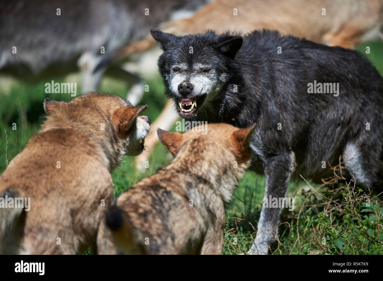 Wolves skin hi-res stock photography and images - Alamy