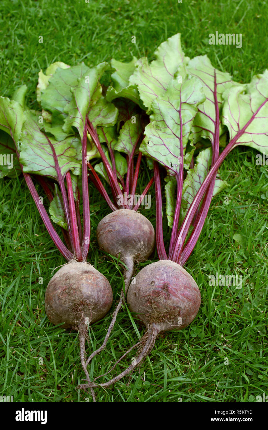 Three stalks hi-res stock photography and images - Alamy