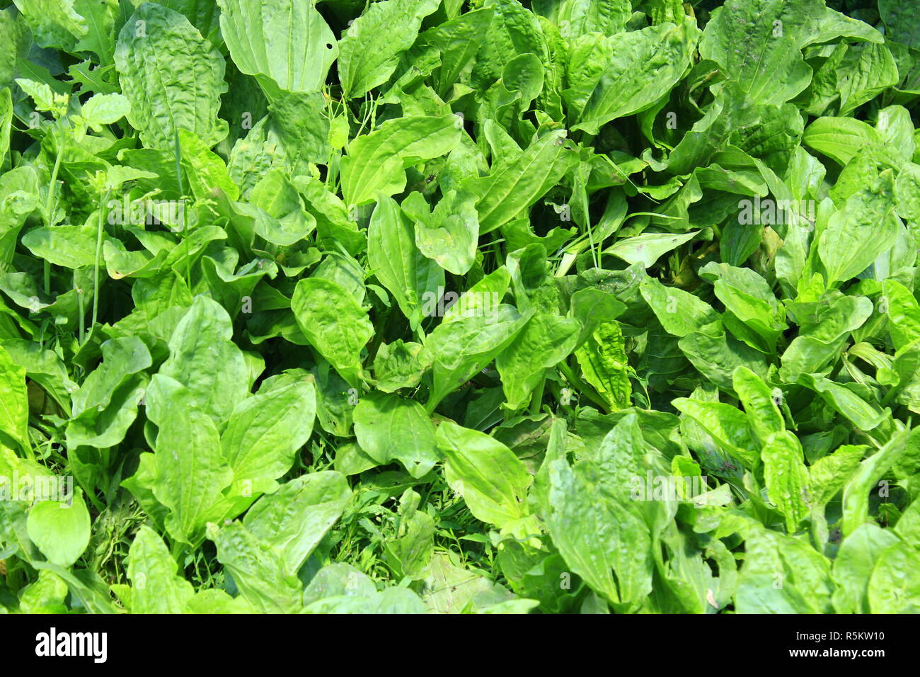 Ribwort plantain bloom hi-res stock photography and images - Alamy