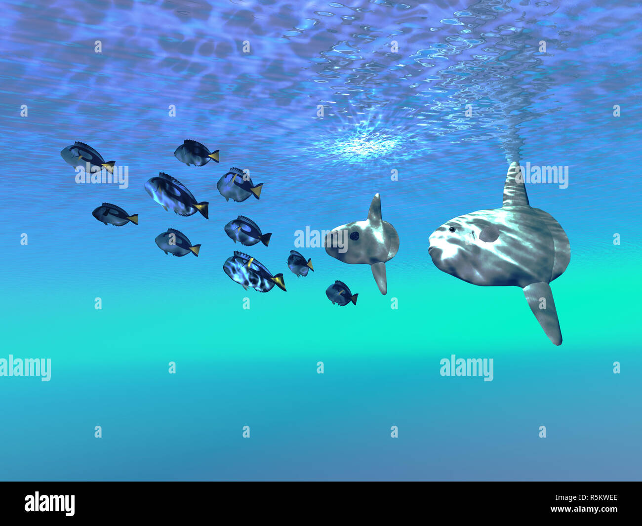 Sunfish group hi-res stock photography and images - Alamy