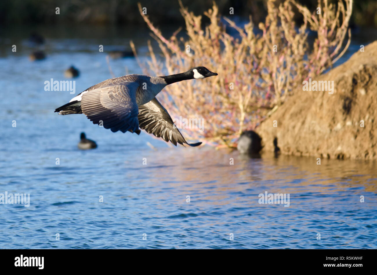 Canada goose low flight hi-res stock photography and images - Alamy