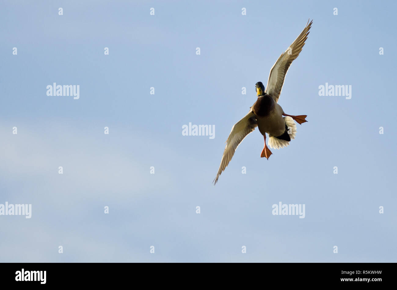 Mallard Duck Coming In for a Landing Stock Photo - Alamy