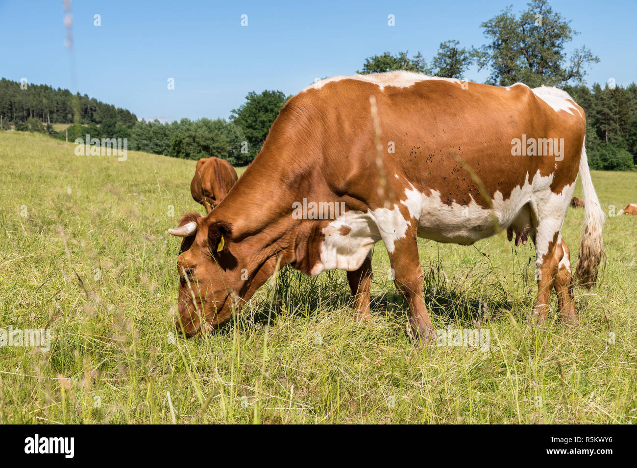 Rinderohrmarke hi-res stock photography and images - Alamy