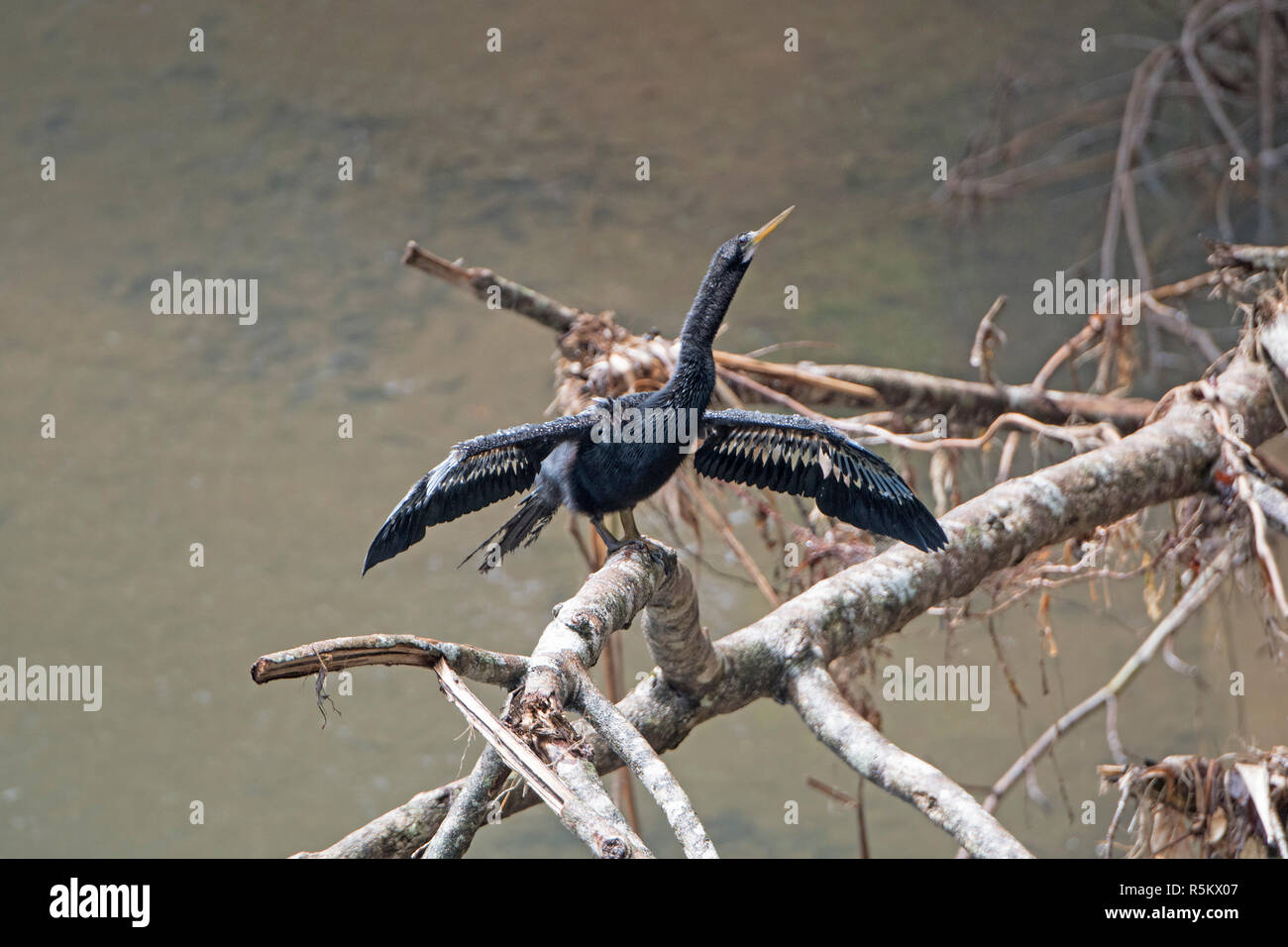 Anhinga Drying its Wings Stock Photo - Alamy