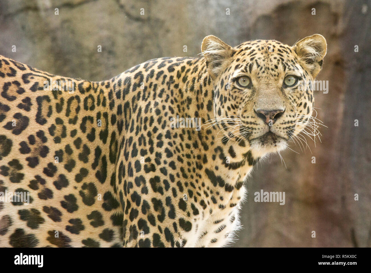 Fat leopard hi-res stock photography and images - Alamy