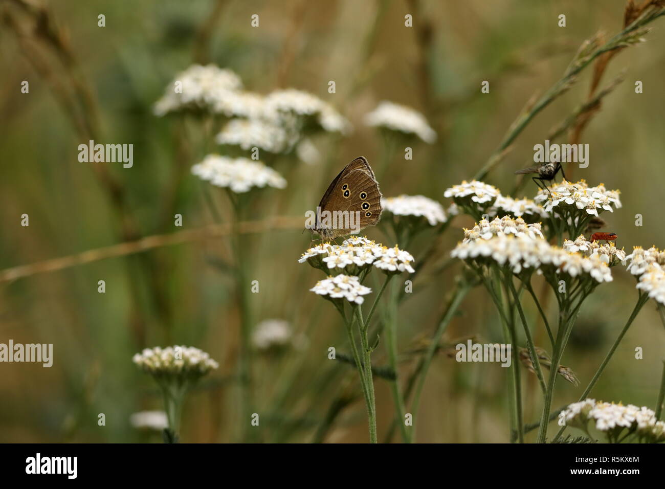 Chimney Sweeper Butterfly High Resolution Stock Photography and Images ...