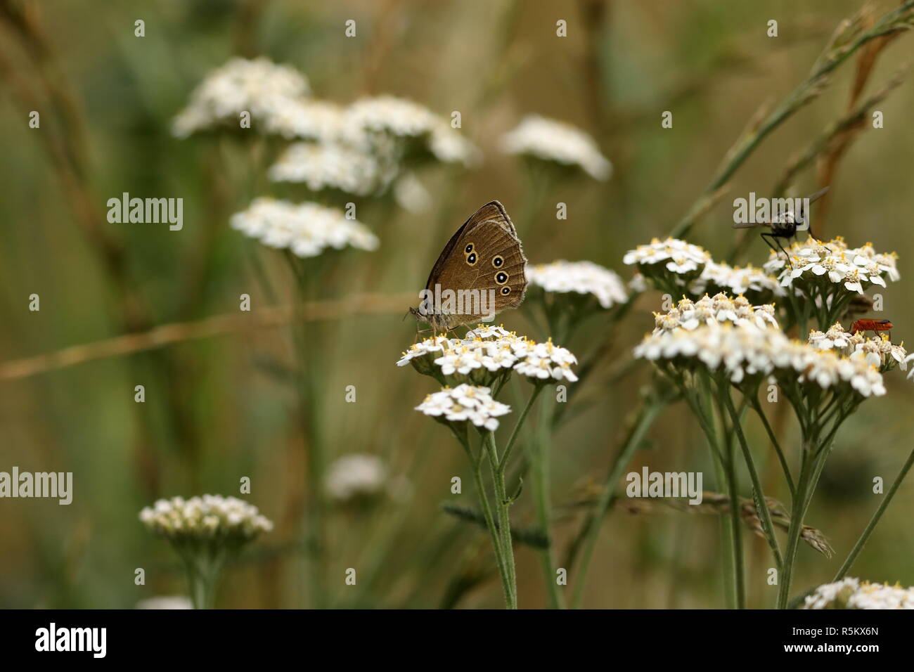 Chimney Sweeper Butterfly High Resolution Stock Photography and Images ...