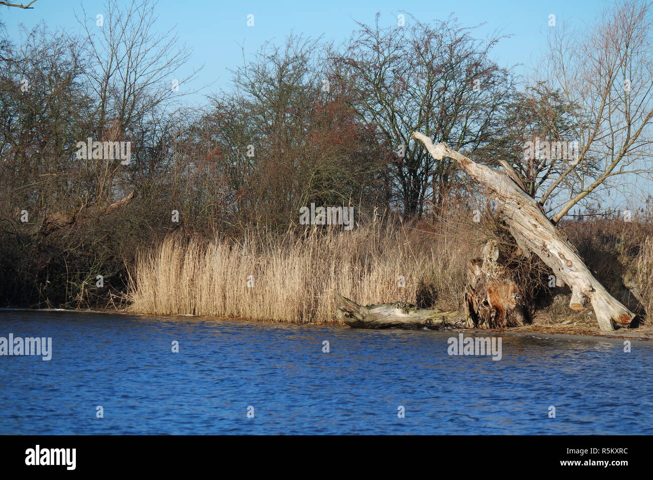 haff shore in winter Stock Photo - Alamy