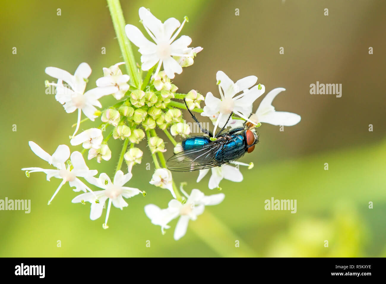 blue meat fly on white flower Stock Photo - Alamy