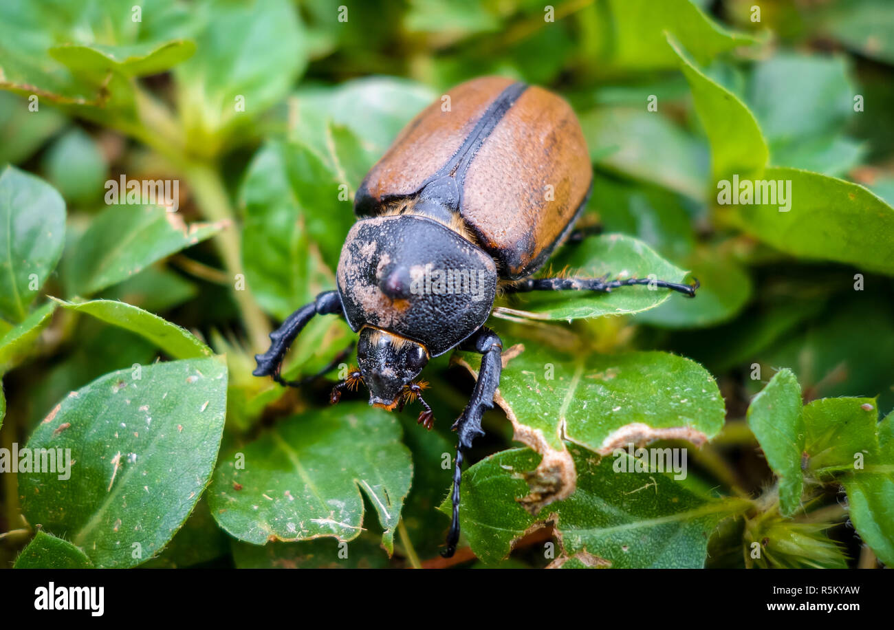 Scarab close-up view Stock Photo - Alamy