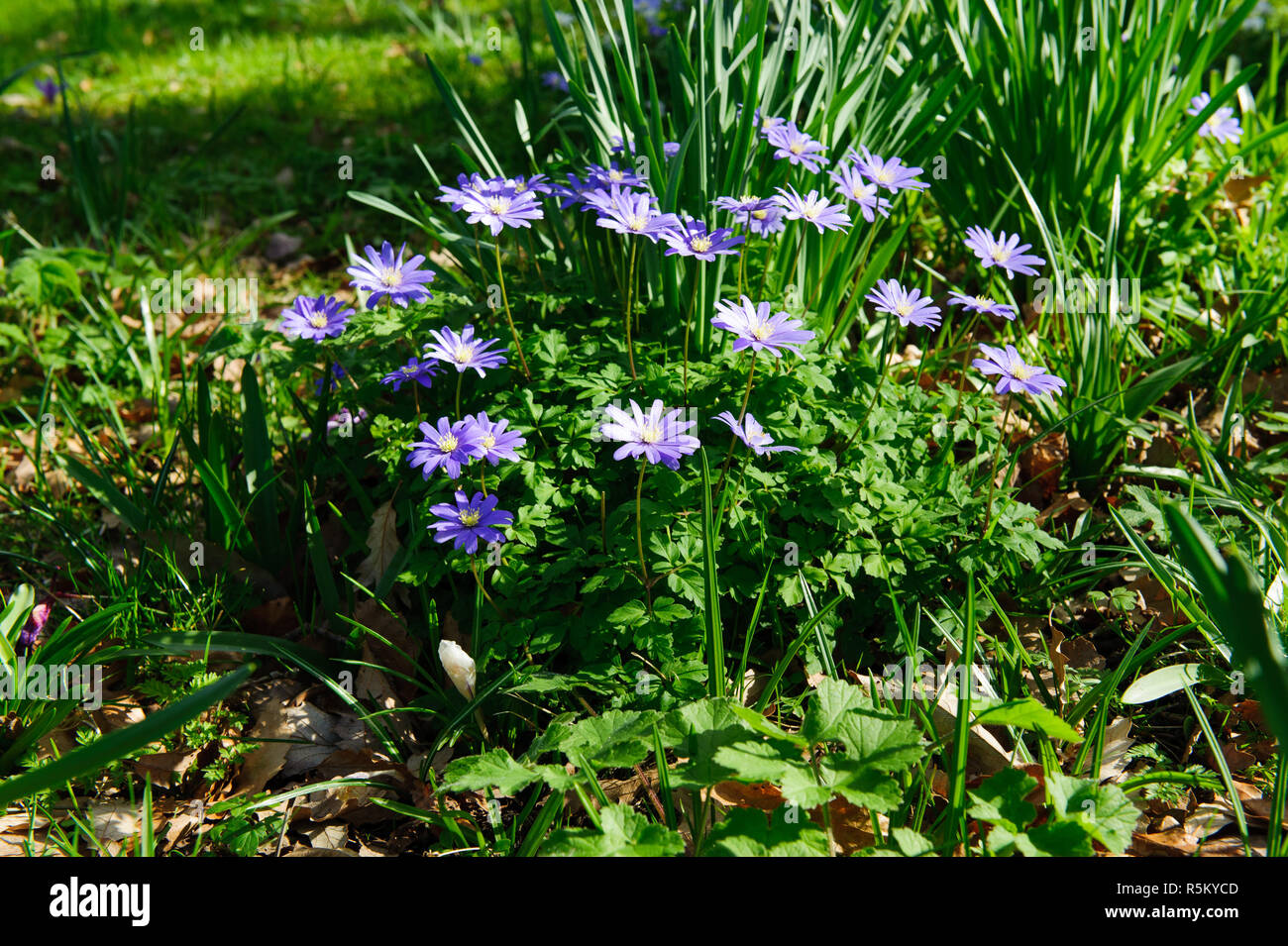 Blue spring flowers Stock Photo - Alamy