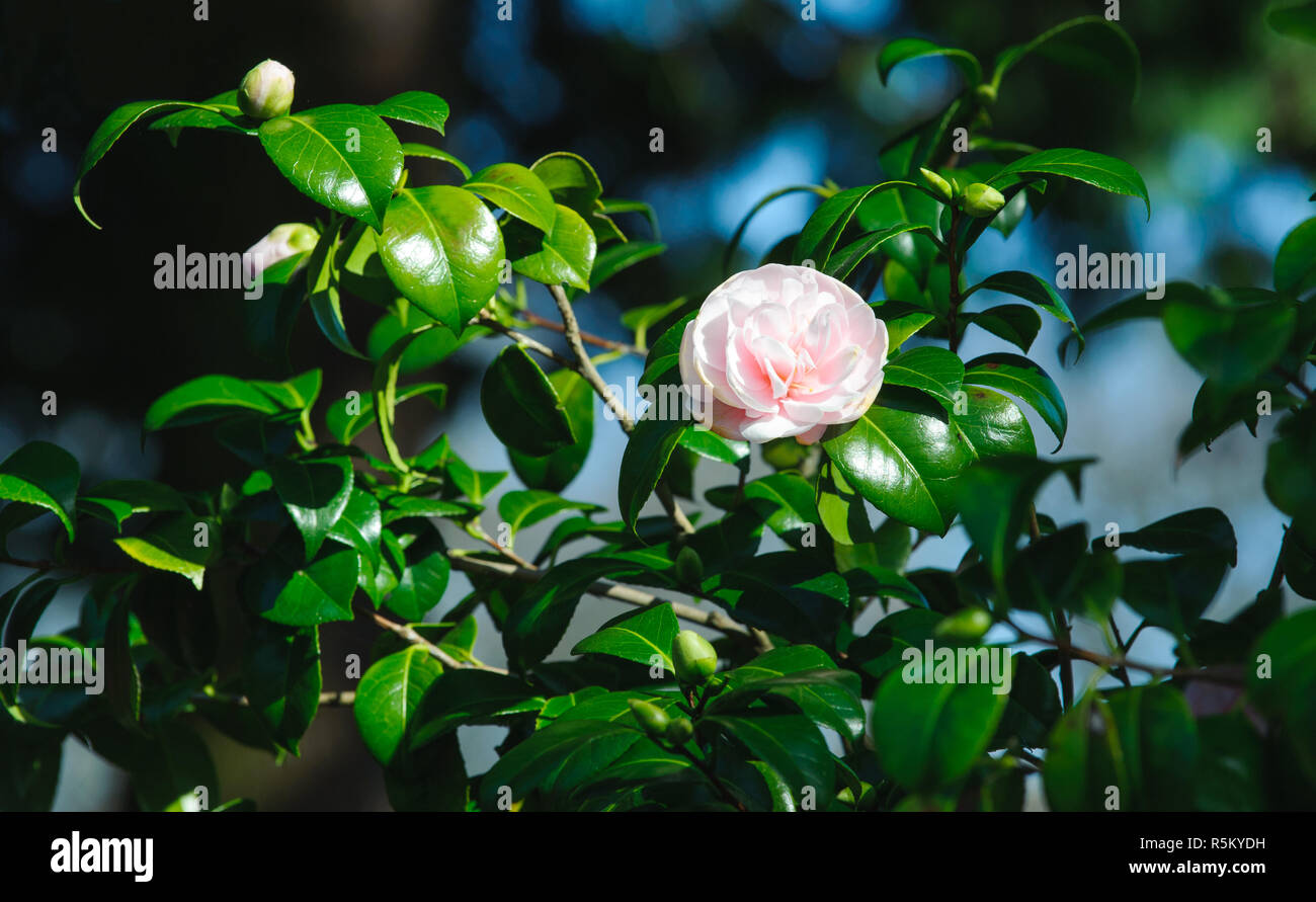 Pink camellia flower Stock Photo - Alamy