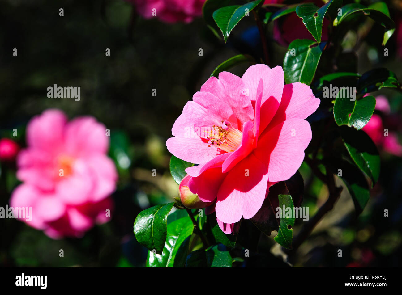 Pink camellia flower Stock Photo - Alamy