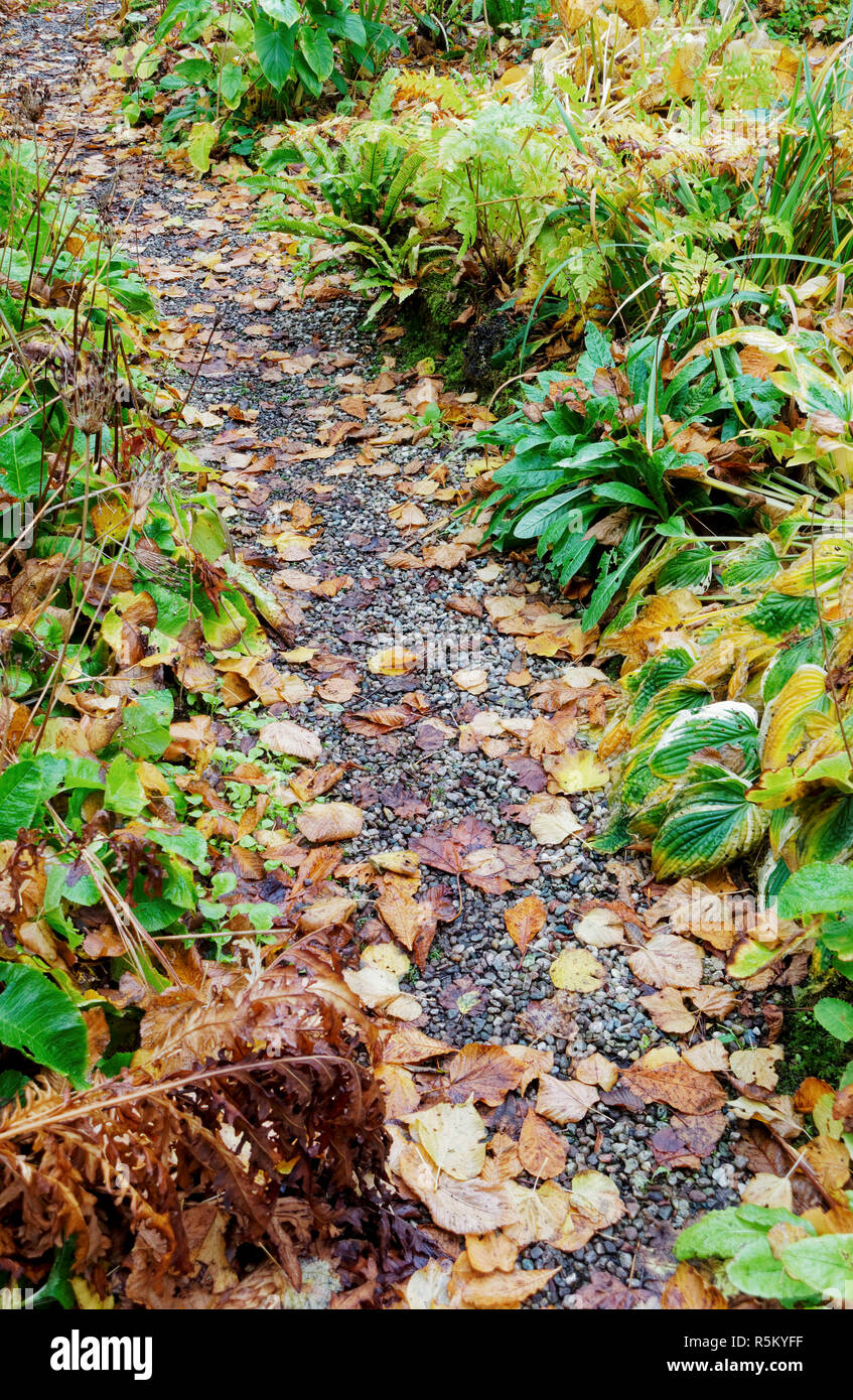 Fall leaves path hi-res stock photography and images - Alamy