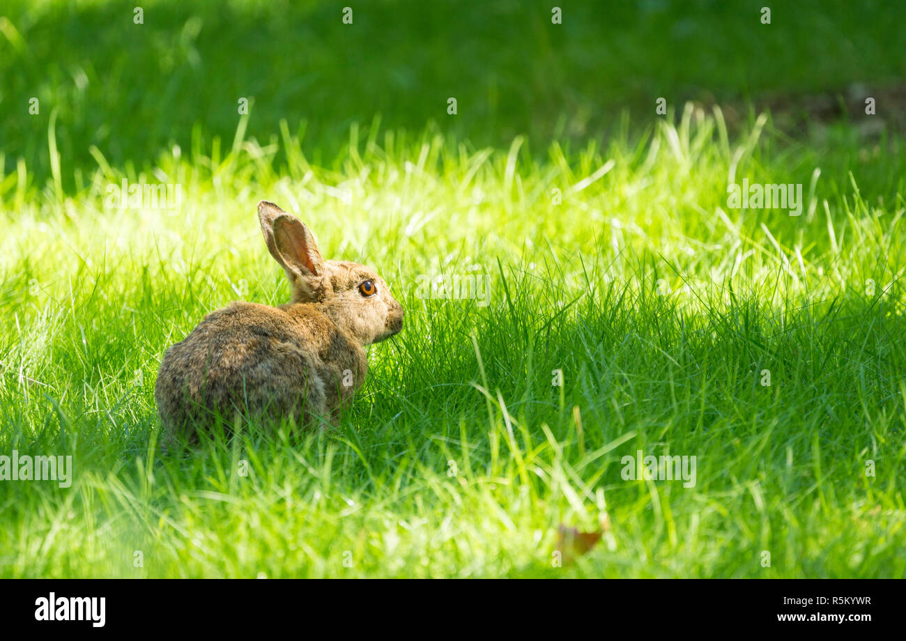 Young jack rabbit hi-res stock photography and images - Alamy