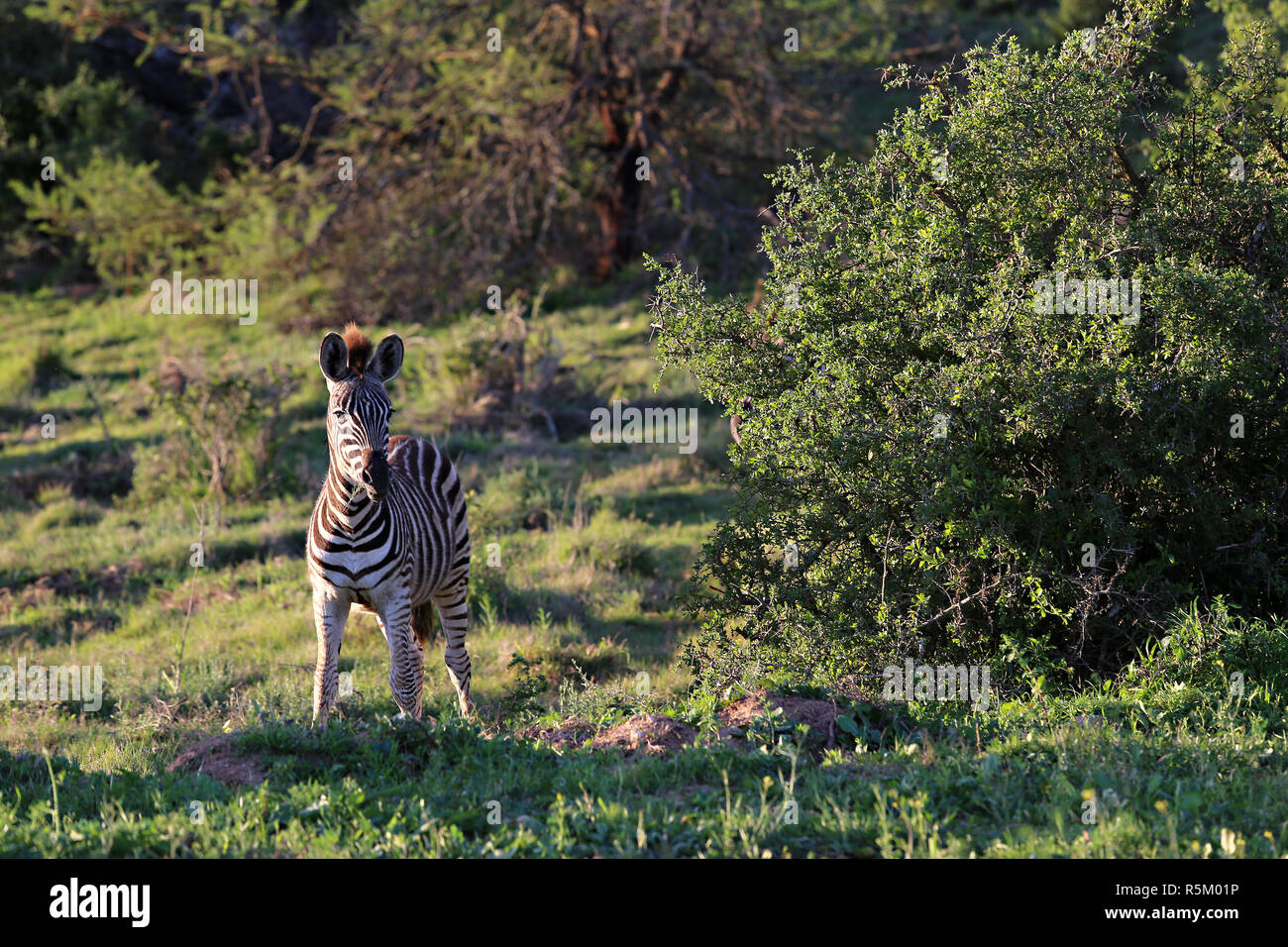 Zebra Camouflage Ambesonne Zebra Fabric By The Yard Upholstery, Camo,