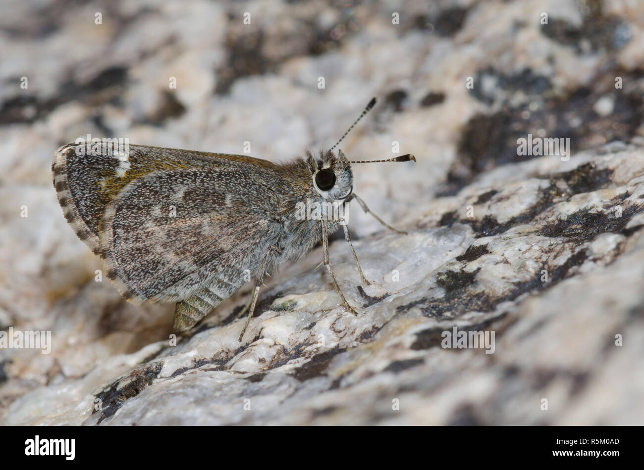 Bronze Roadside-Skipper, Amblyscirtes aenus Stock Photo - Alamy