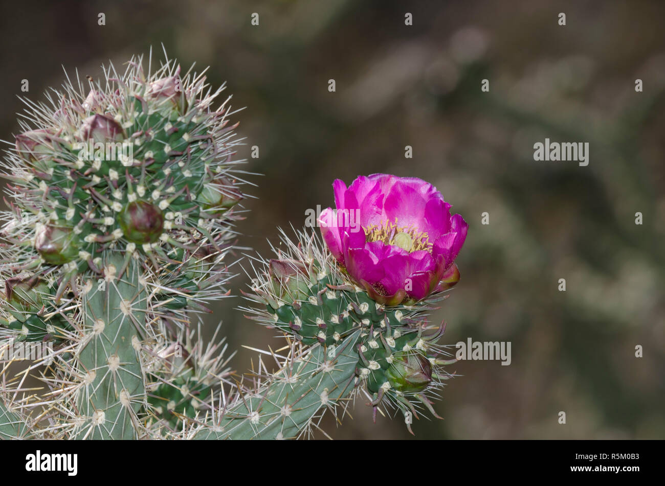 Tree Cholla, Opuntia imbricata, blossom Stock Photo - Alamy
