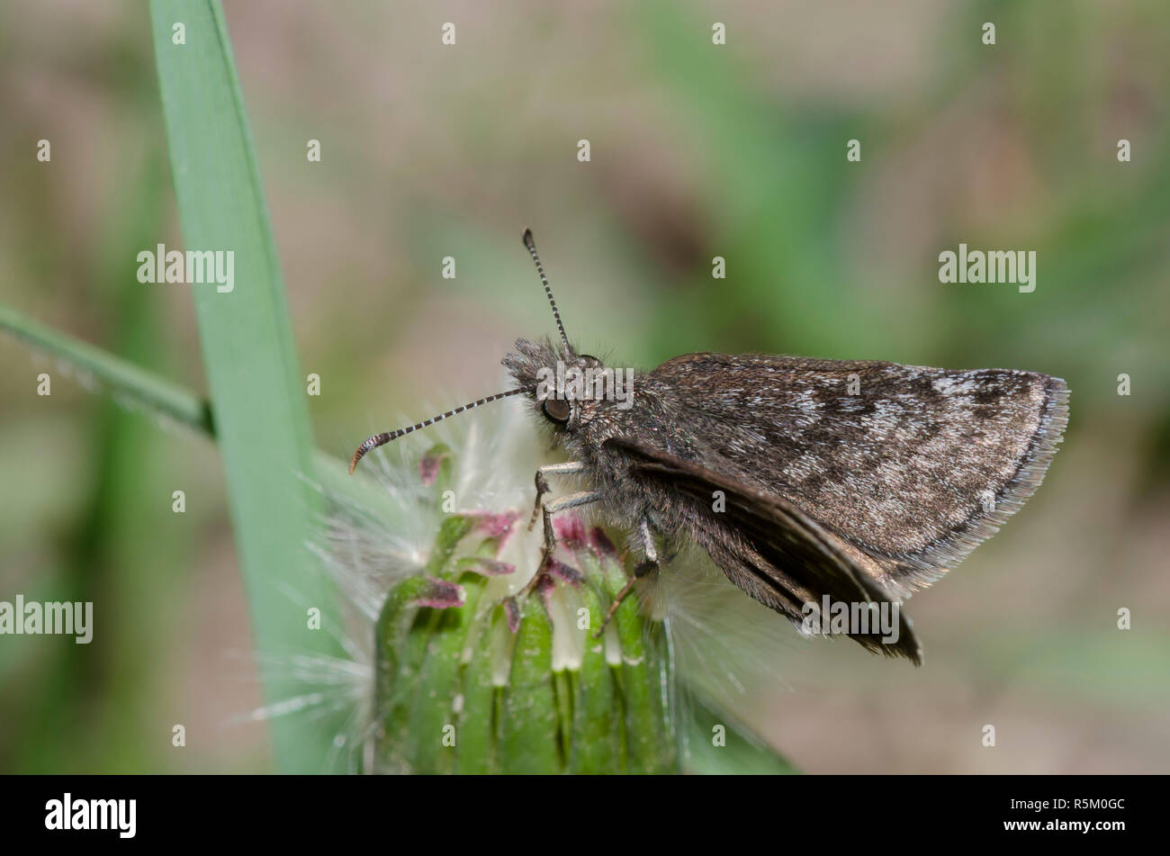 Dreamy Duskywing, Erynnis icelus, male Stock Photo - Alamy