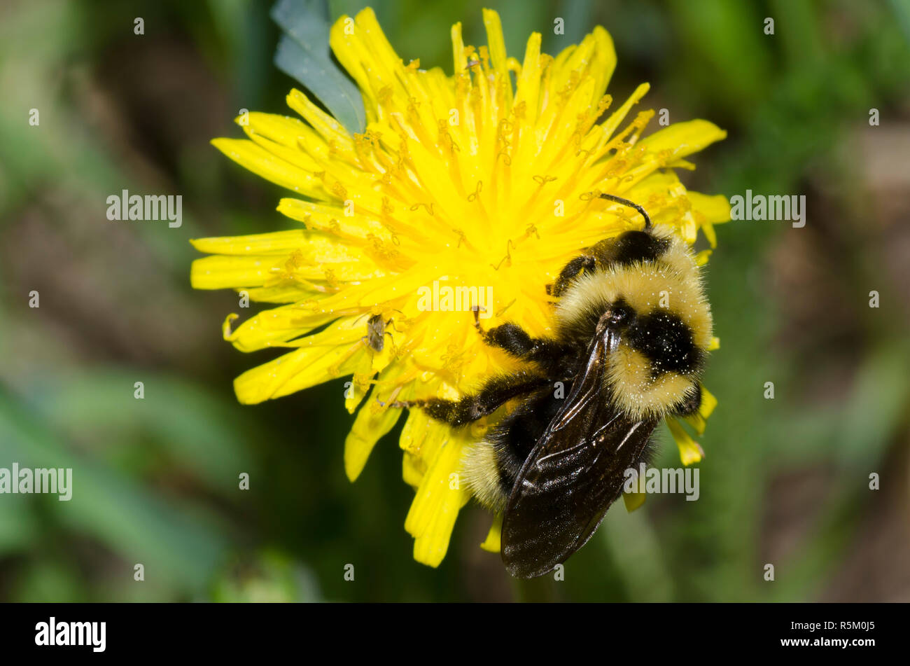 Indiscriminate Cuckoo Bumble Bee, Bombus insularis, on Common Dandelion ...