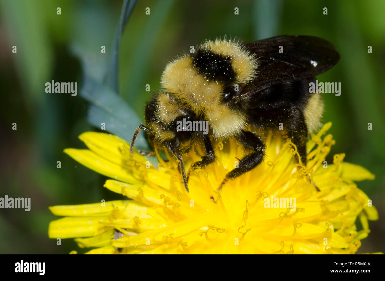 Indiscriminate Cuckoo Bumble Bee, Bombus insularis, on Common Dandelion ...