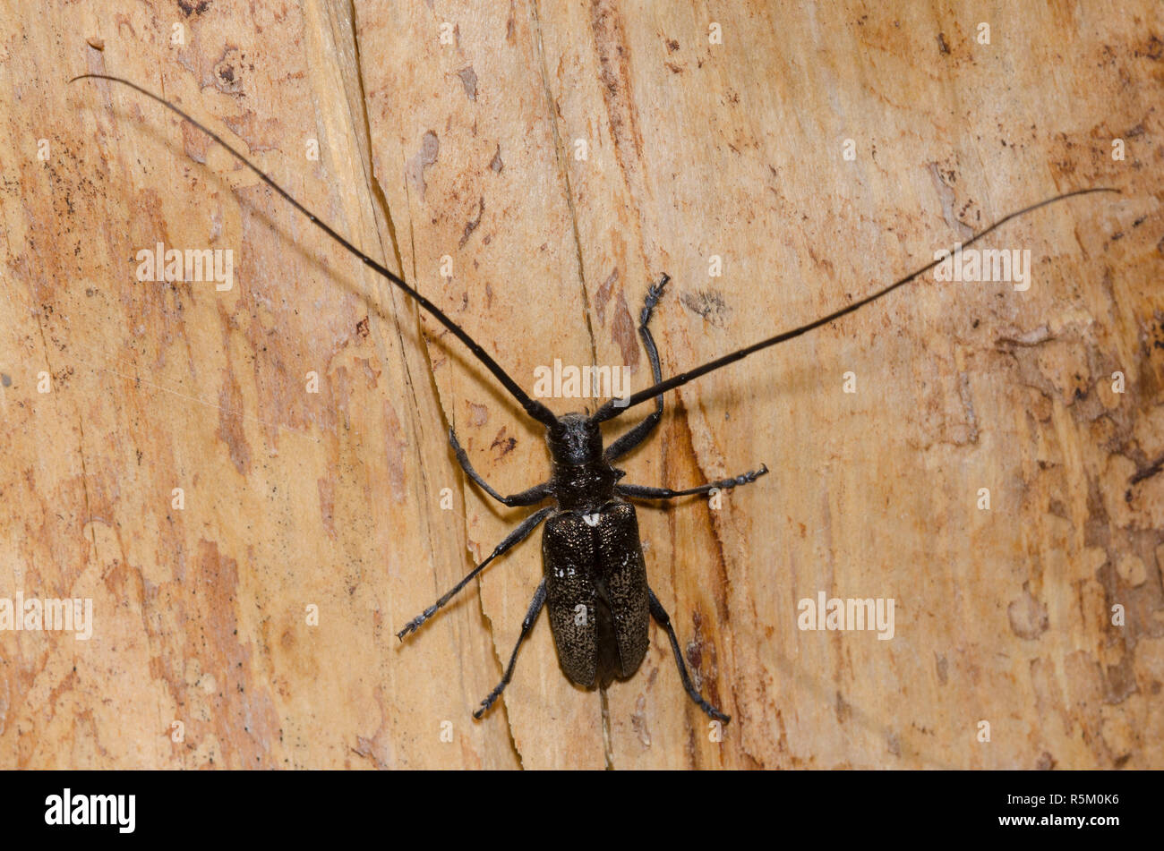 Long horned beetle monochamus hi-res stock photography and images - Alamy
