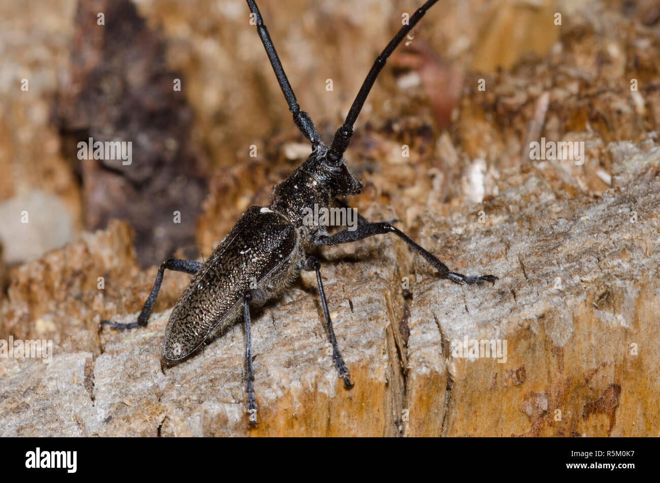 Long horned beetle monochamus hi-res stock photography and images - Alamy