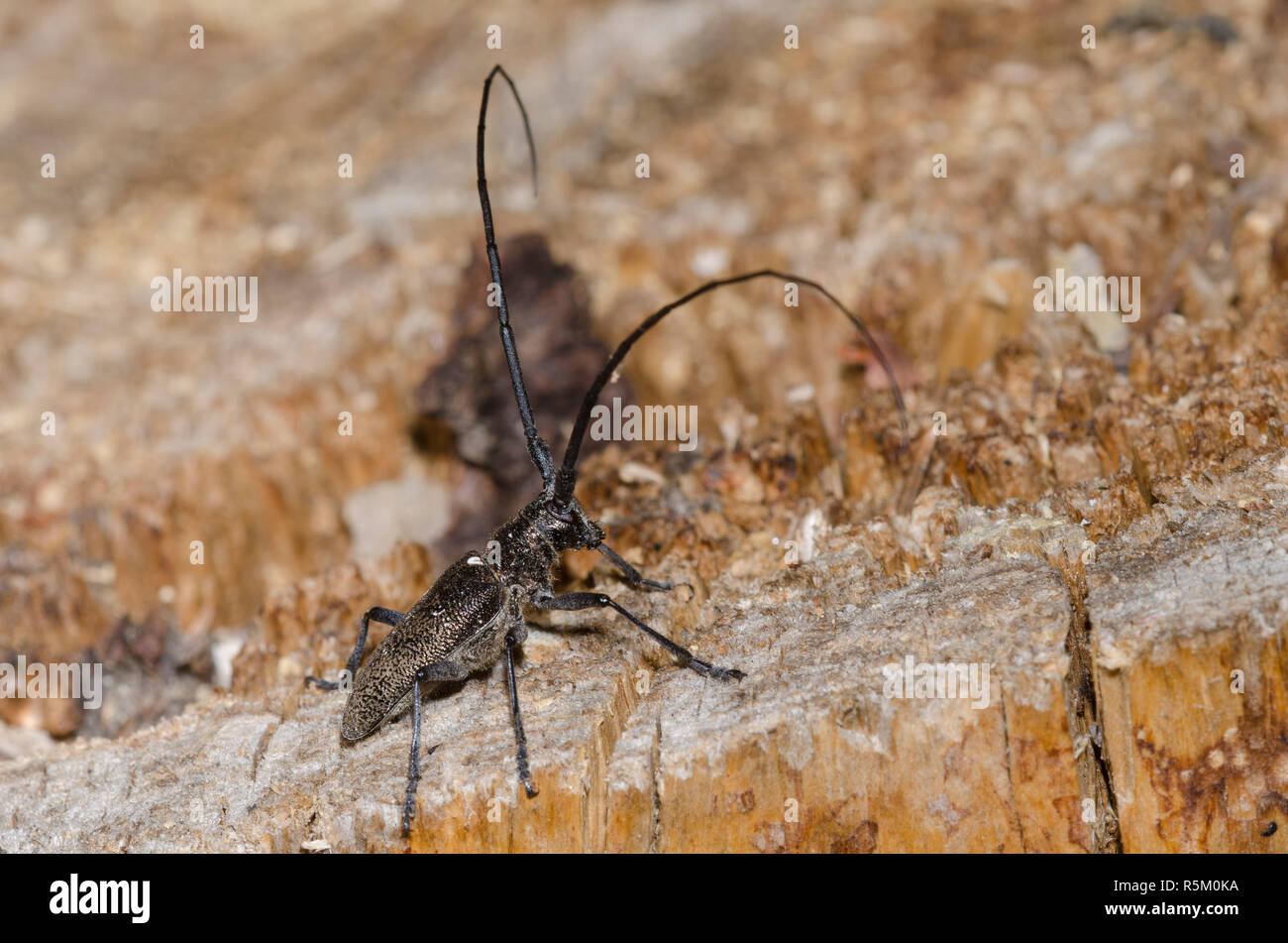 Long horned beetle monochamus hi-res stock photography and images - Alamy