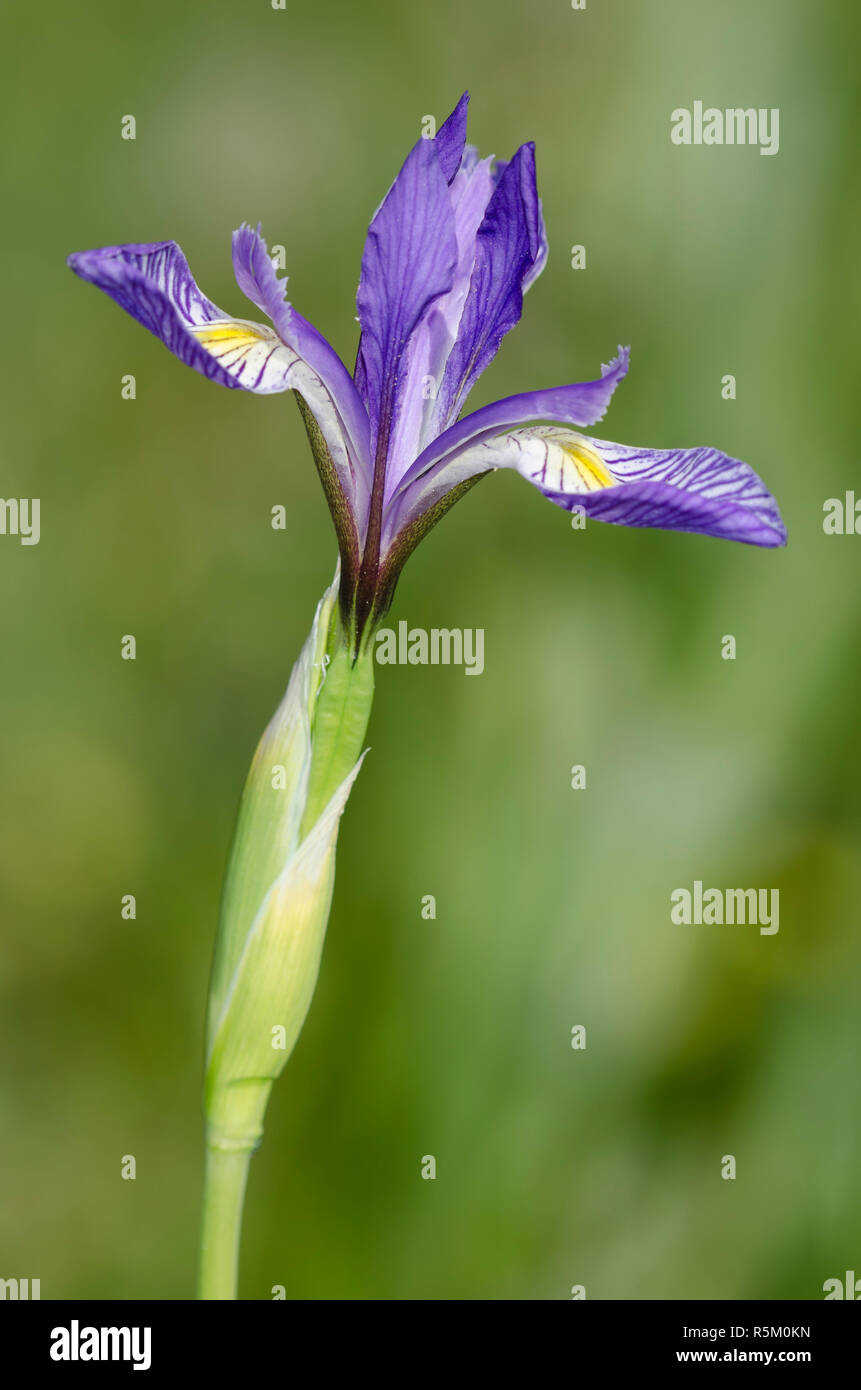 Rocky Mountain Iris, Iris missouriensis Stock Photo - Alamy