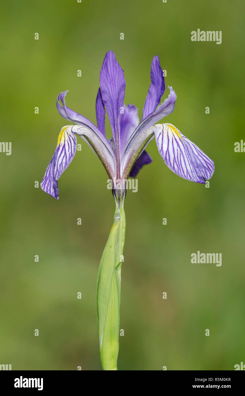 Missouriensis hi-res stock photography and images - Alamy