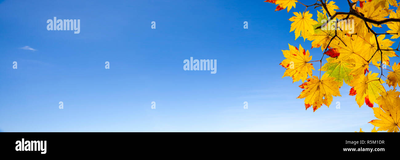 easy picture beautiful maple autumn landscape background Stock Photo ...