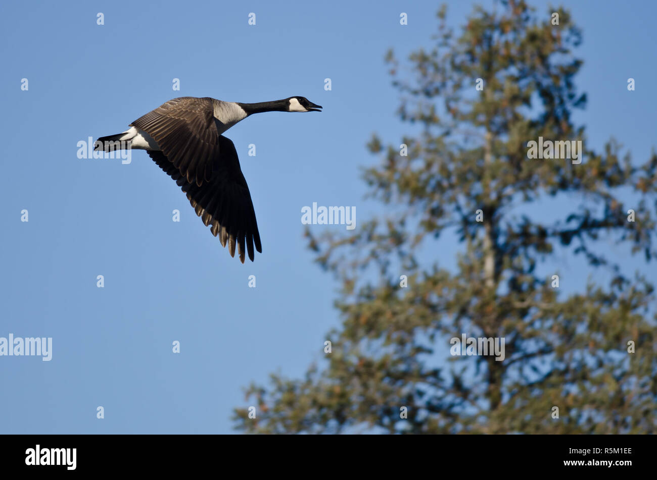 Flys past hi-res stock photography and images - Alamy
