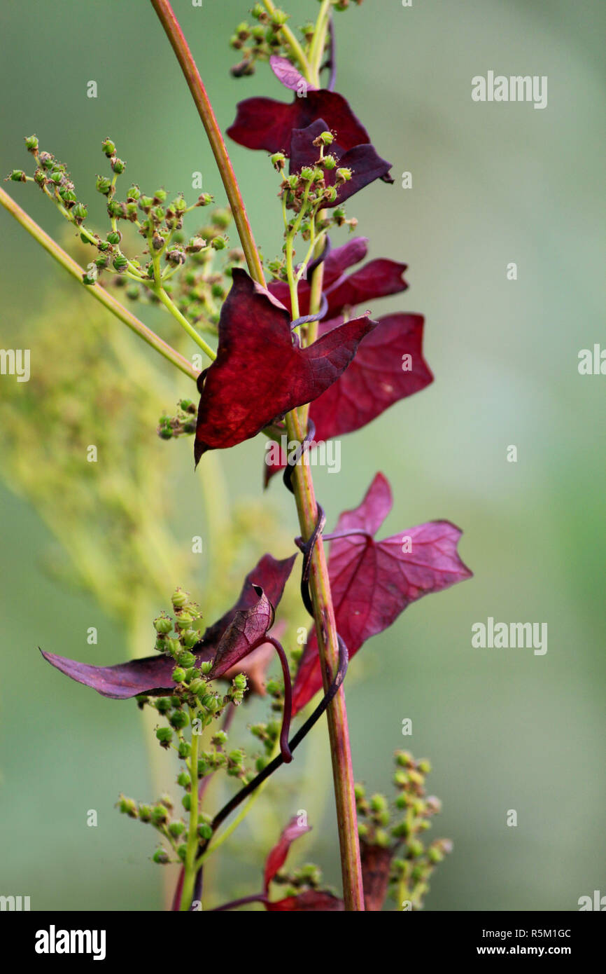 climbing plant in red Stock Photo - Alamy