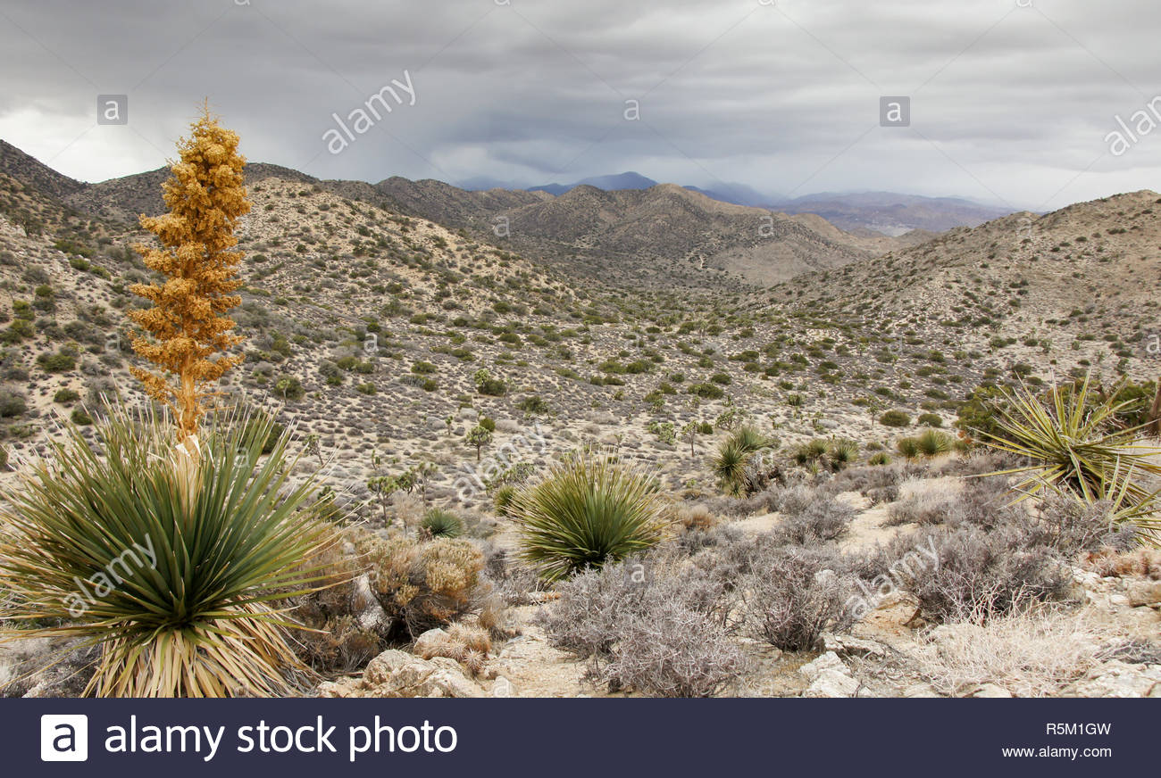 Yukka Stock Photos & Yukka Stock Images - Alamy
