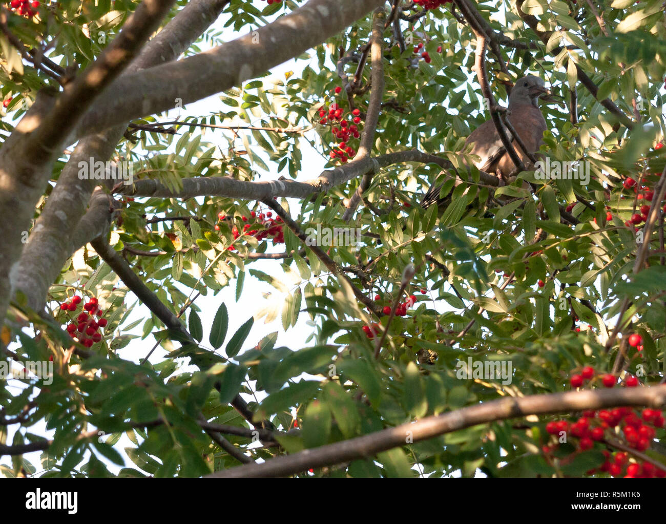 Tree seen from below in hi-res stock photography and images - Alamy