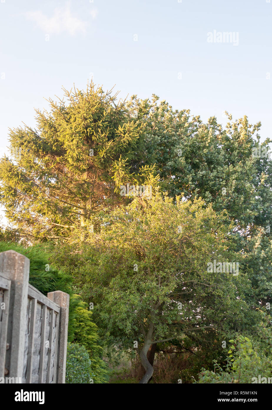 Liberty tree big tree park hi-res stock photography and images - Alamy