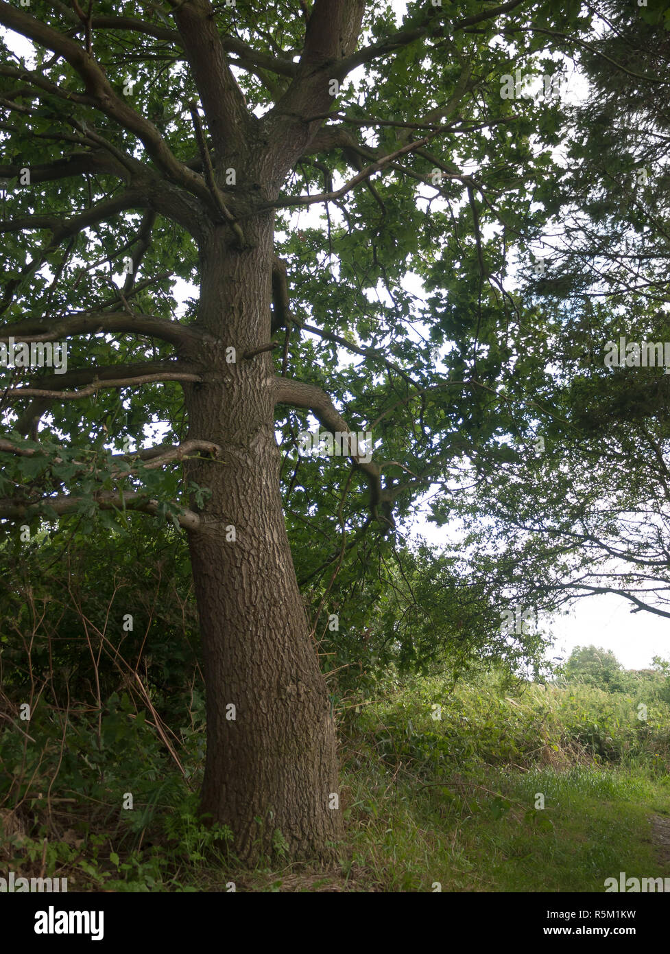 british tree up close in countryside on a summer's day Stock Photo - Alamy