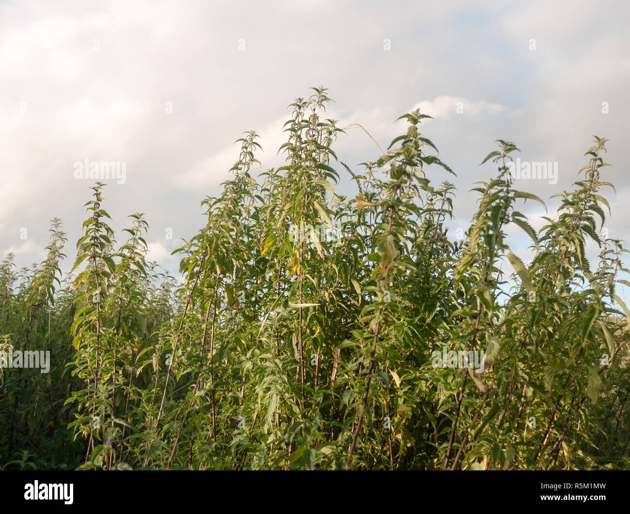 massive wild growing nettle plants and ferns seen from side Stock Photo ...