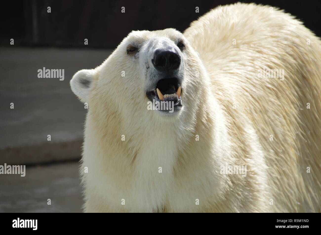 White Polar Bear Stock Photo - Alamy