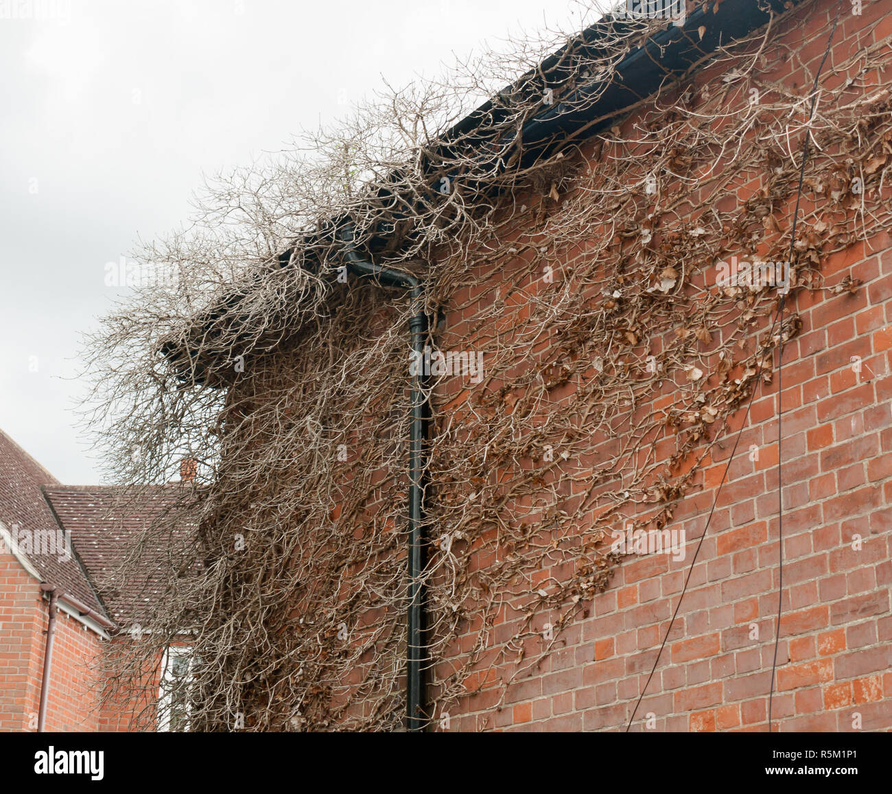 Dead creeping ivy hi-res stock photography and images - Alamy