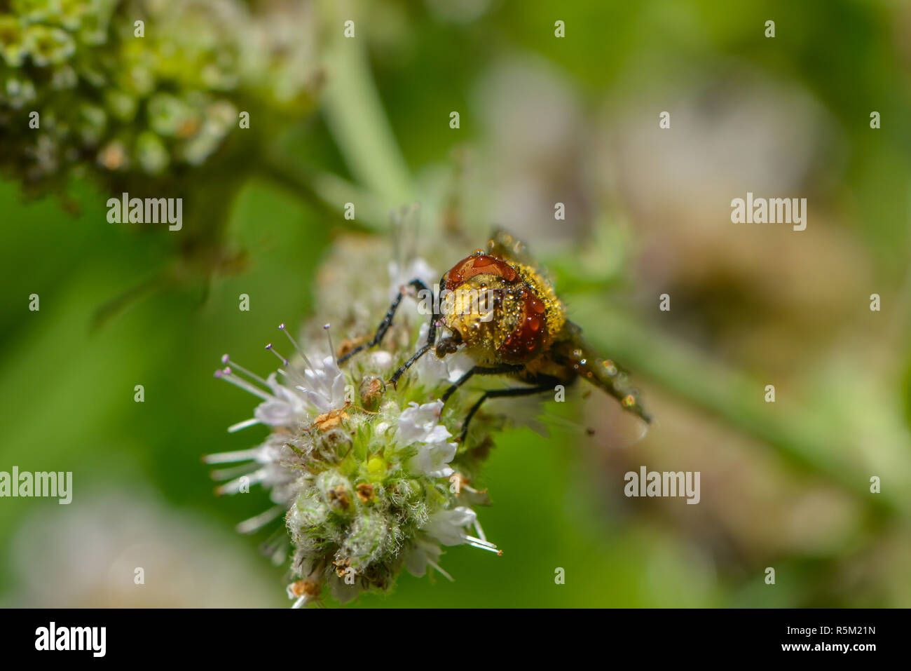 Raupenfliege hi-res stock photography and images - Alamy