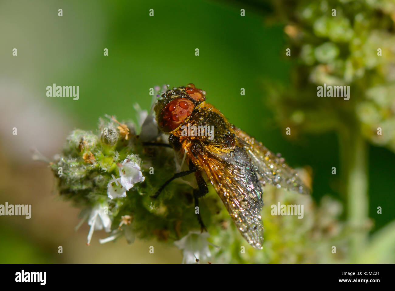 Hedgehog flies hi-res stock photography and images - Alamy