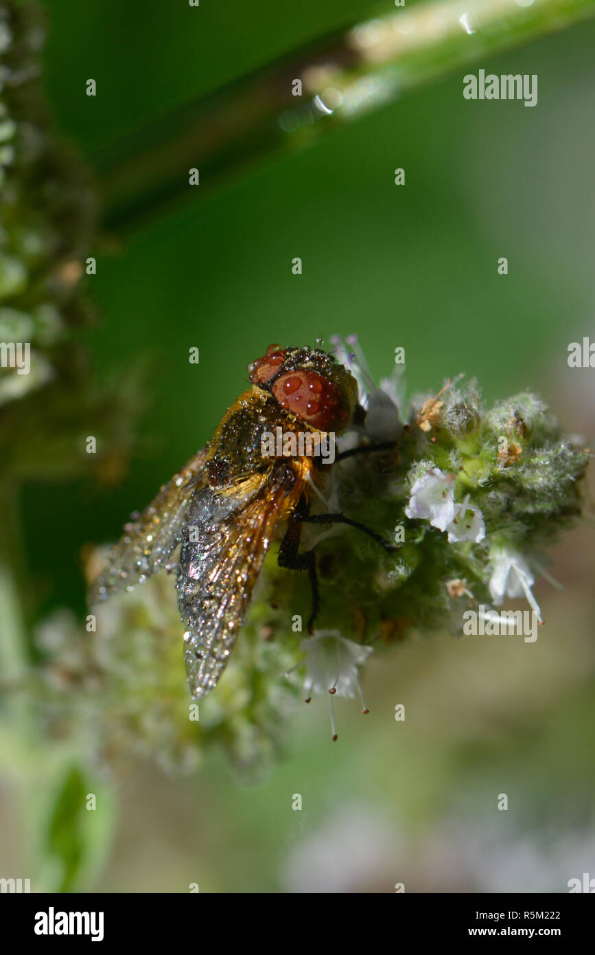 Hedgehog fly hi-res stock photography and images - Alamy