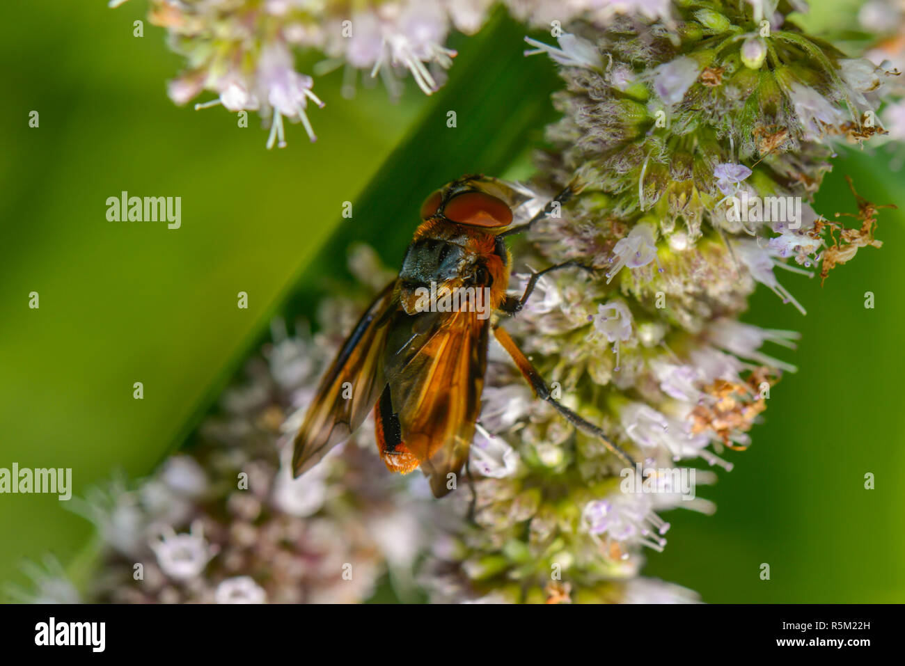 Hedgehog flies hi-res stock photography and images - Alamy