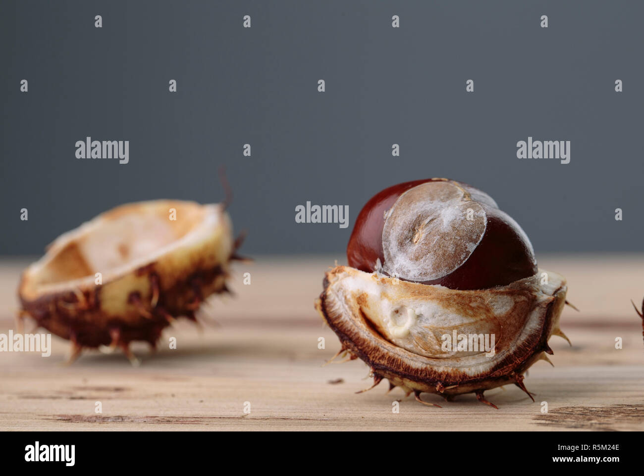 Big buckeye hi-res stock photography and images - Alamy