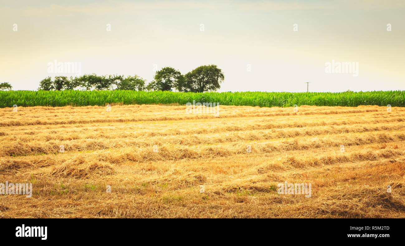 field of wheat just after harvest 2017 Stock Photo - Alamy