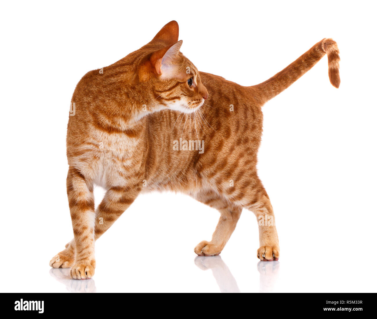 Ocicat hi-res stock photography and images - Alamy