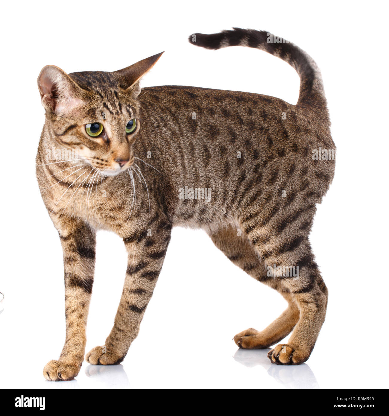 Ocicat tabby hi-res stock photography and images - Alamy