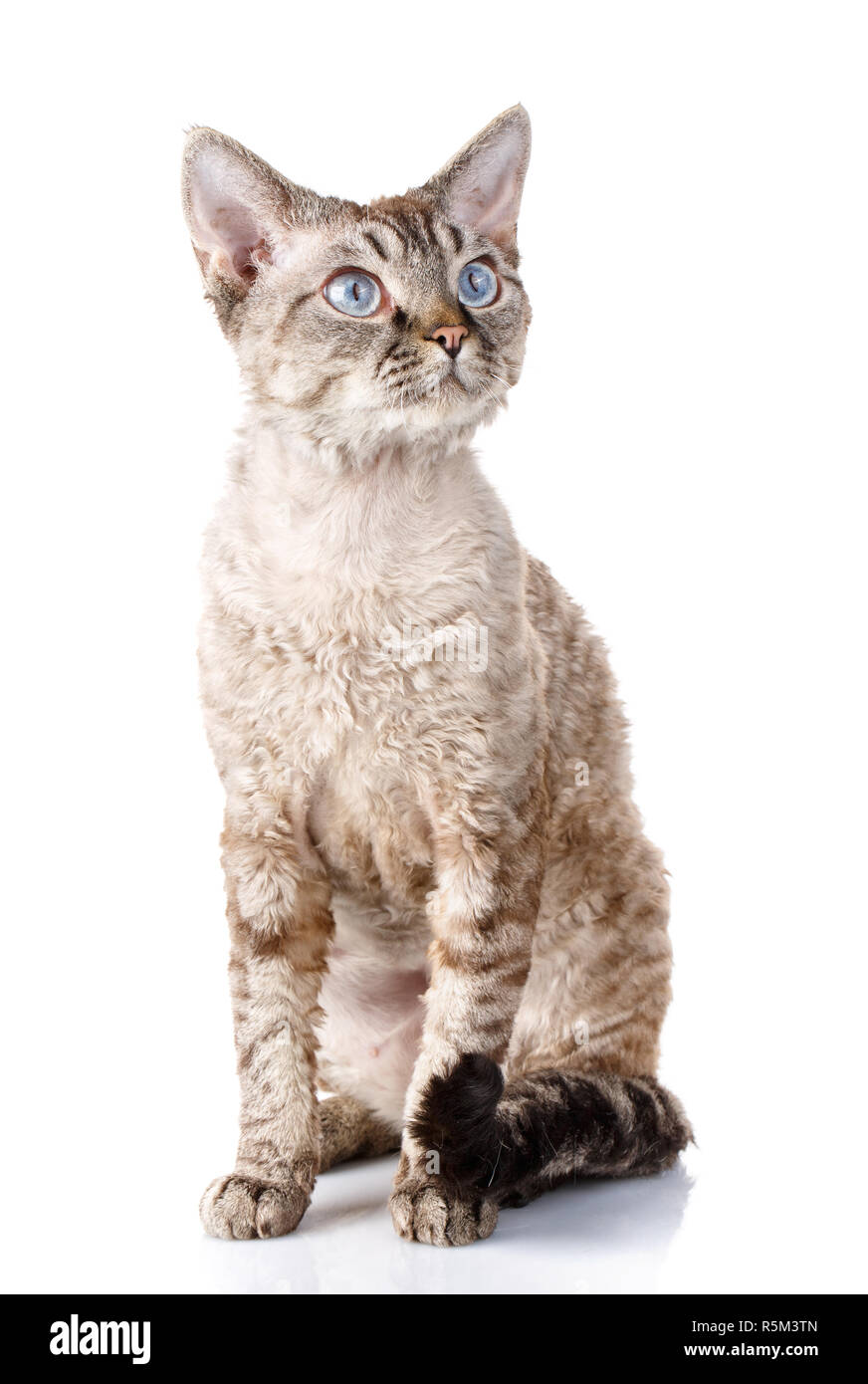 gray devon rex cat with big ears on white background Stock Photo - Alamy